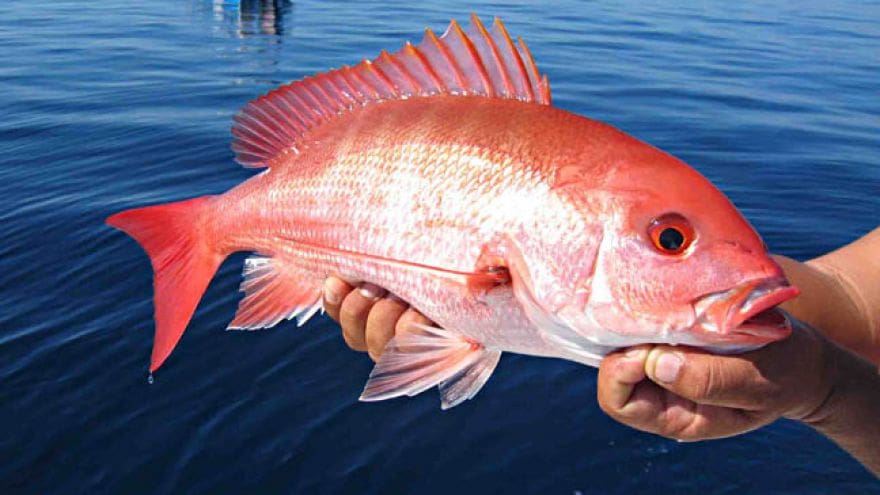 103-Day Gulf Red Snapper Recreational Season for 2024! - Bay Life ...