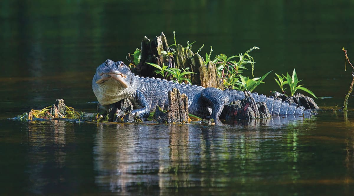 Learn to Be Alligator Aware - Bay Life | News, Events and Community ...