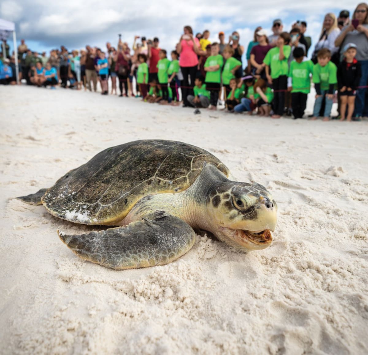 Gulfarium C.A.R.E. Center Releases Sea Turtles - FWB Life | Fort Walton ...