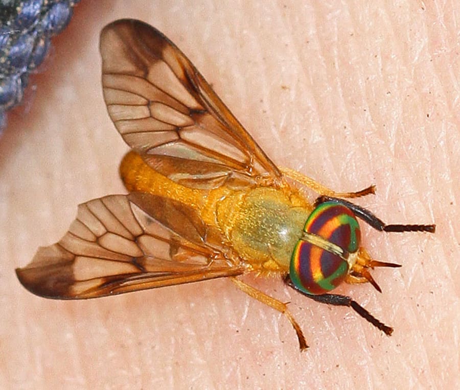 Yellow Fly Season! Are You Ready? - Bay Life | News, Events and ...