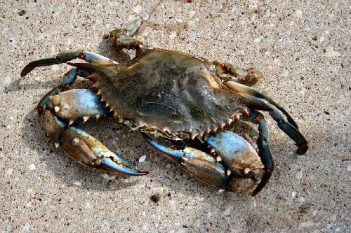 Animals at the Beach - Bay Life | News, Events and Community Information